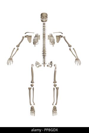 A human skeleton disassembled into bones for study. 3D. Isometry ...