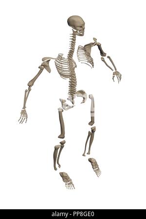 A human skeleton disassembled into bones for study. 3D. Side view ...