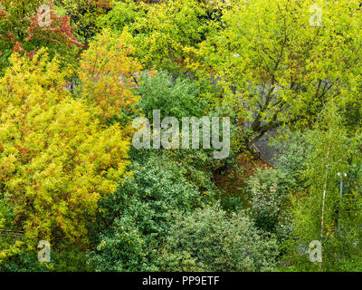 top trees September season aerial view wood land background Stock Photo ...