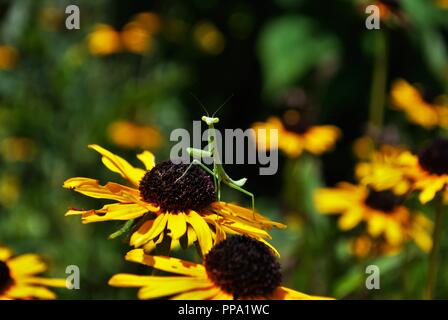prayingmantis on a flower Stock Photo - Alamy