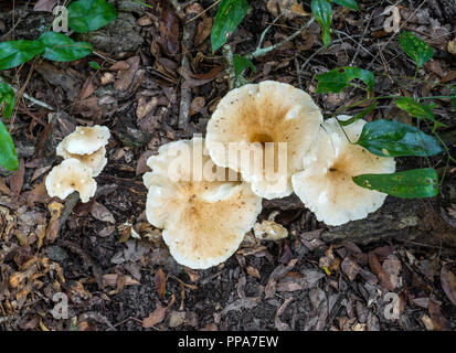 Large white mushrooms on forest floor in North Central Florida. Sheep ...