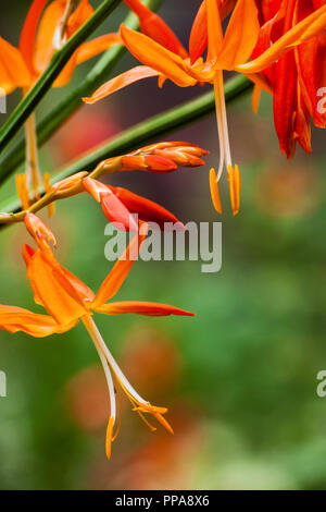 Falling Star Crocosmia aurea Stock Photo - Alamy
