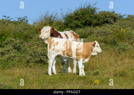 Cattle Calf, Rubjerg Knude, Løkken, Lokken, North Jutland, Denmark ...