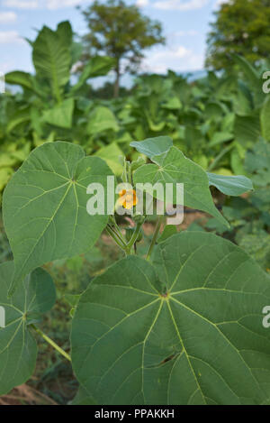 Abutilon theophrasti leaves and flowers. The plant is also known as ...