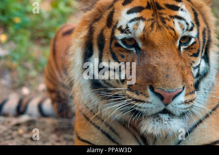 tiger posing behind a glass Stock Photo - Alamy