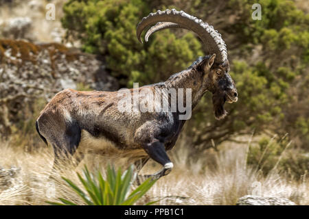 Male Walia Ibex aka Abyssinian ibex, (Capra walie) running down ...