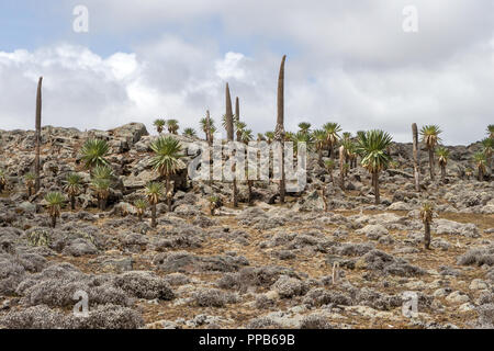 Afroalpine and Subafroalpine zones, Sanetti Plateau, Bale Mountains ...