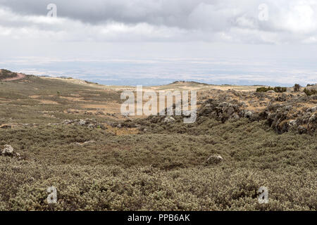 Afroalpine and Subafroalpine zones, Sanetti Plateau, Bale Mountains ...