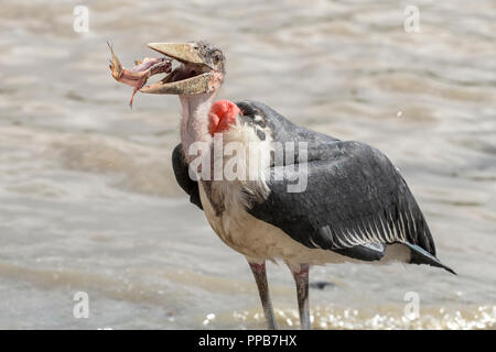 Marabou stork aka "undertaker bird" (Leptoptilos crumenifer ...