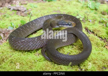 Herald / Red-lipped snake (Crotaphopeltis hotamboeia) taken against ...
