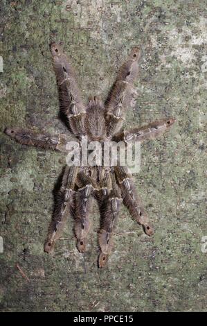 A Feather Leg Baboon Tarantula (Stromatopelma calceatum) in the ...
