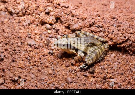 Sharp-nosed rocket frog (Ptychadena oxyrhynchus) adult, in shallow ...