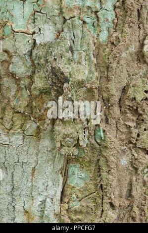 A large bark mantis (Theopompella aurivilli?) camouflaged against a ...