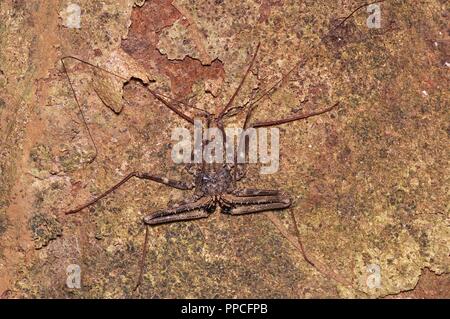 A tailless whip scorpion (Damon medius) on a tree trunk at night in ...