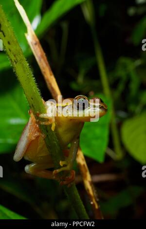 A Variable Montane Reed Frog (Hyperolius picturatus) in vegetation at ...