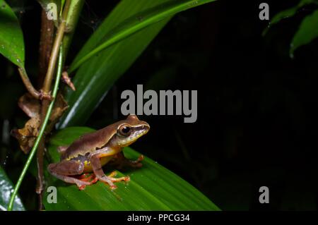 A Variable Montane Reed Frog (Hyperolius picturatus) in vegetation at ...
