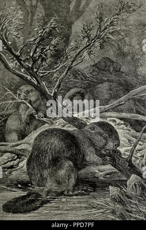 BEAVERS AT WORK Stock Photo - Alamy
