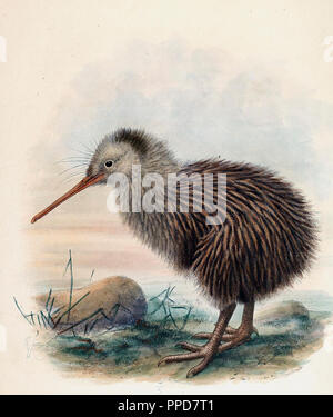 Southern brown kiwi or tokoeka, Apteryx australis. Beak and foot ...