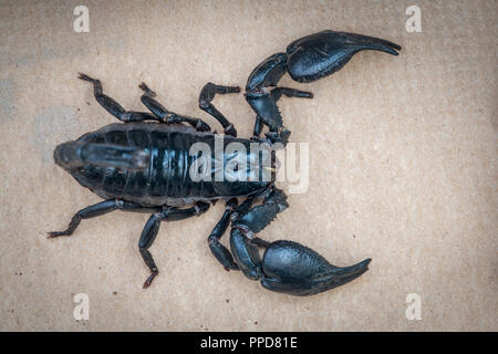 Asian blue forest scorpion (Heterometrus cyaneus) from Java, indonesia isolated on white ...