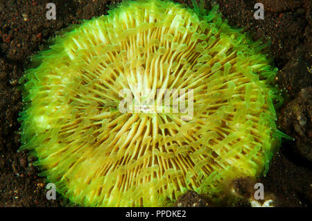 Fluorescent Mushroom Coral, Fungia sp., Pantar, Alor Archipelago ...