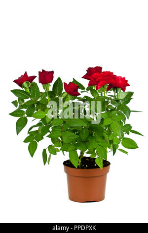 Red roses in a pot isolated on a white background Stock Photo - Alamy