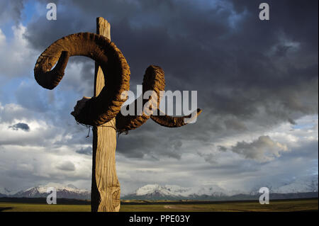 The Marco Polo sheep (Ovis ammon polii) [Here as Ovis poli] is a ...