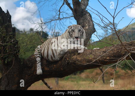 White skinned tiger on a tree Stock Photo - Alamy