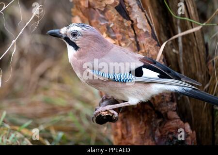 Acorn Jay - Jaybird | usage worldwide Stock Photo - Alamy