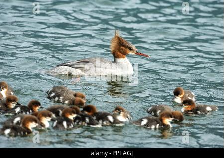 Goosander | usage worldwide Stock Photo - Alamy