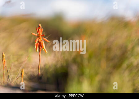 Aloe inyangensis seen in Zimbabwe's Eastern highlands Stock Photo - Alamy
