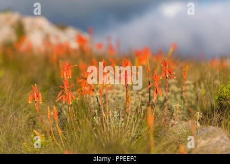 Aloe inyangensis seen in Zimbabwe's Eastern highlands Stock Photo - Alamy