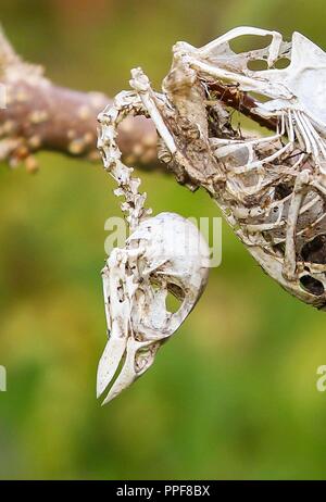 Mummified songbird skeleton hanging in backyard hedgerow, Brandenburg ...