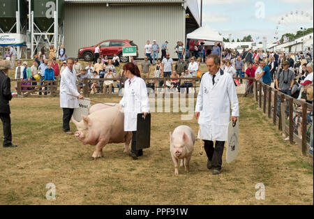 Judging pigs at The Great Yorkshire Show Stock Photo - Alamy