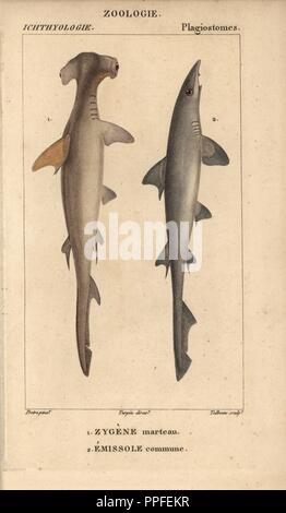 common hammerhead shark, smooth hammerhead (Sphyrna zygaena, Zygaena ...