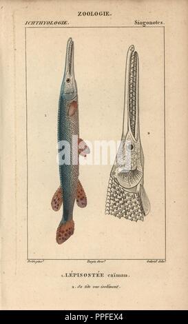 Cuban Gar, Atractosteus tristoechus Stock Photo - Alamy