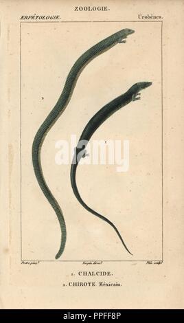 Four-toed worm lizard (Bipes canaliculatis Stock Photo - Alamy