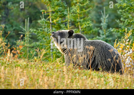 Grizzly Bear Sniffing the Air in the Rain Stock Photo - Alamy