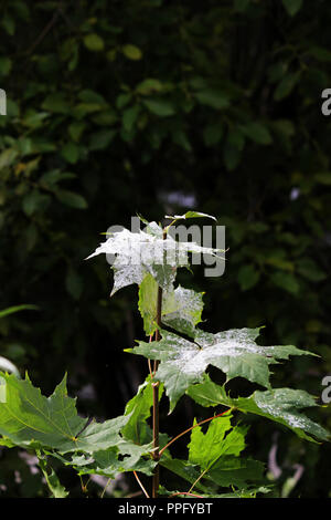 Powdery mildew on a maple tree leaf Stock Photo - Alamy