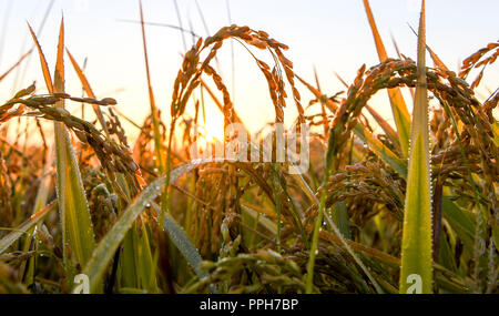 (180926) -- QAPQAL, Sept. 26, 2018 -- Photo taken on Sept. 26, 2018 ...