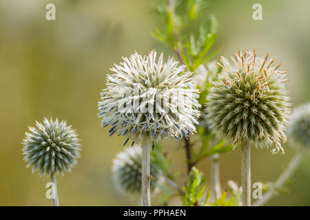Disteln in Schwechat Stock Photo - Alamy