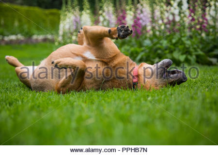 Dog rolling over on grass, woman in background Stock Photo: 66650339 ...