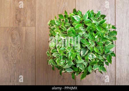 Ficus of Benjamin round shape on a wooden background, top view Stock ...