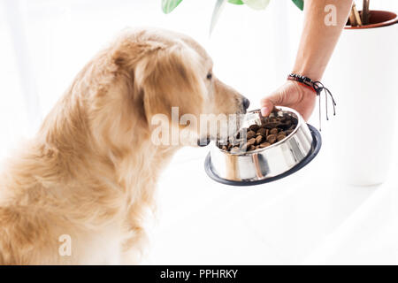 cropped view of man feeding funny golden retriever dog Stock Photo - Alamy