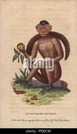 Bush-tailed monkey, Sajou monkey or Weeper capuchin monkey Cebus ...