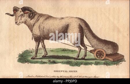 Oriental sheep or broad-tailed sheep with its large tail carried on a ...