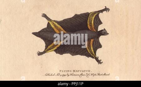 Philippine flying lemur, Philippine colugo, Cynocephalus volans ...