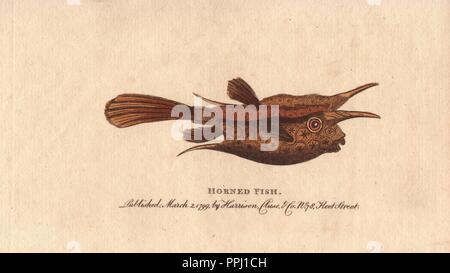 Longhorn cowfish (Lactoria cornuta) or horned boxfish, ink doodle ...