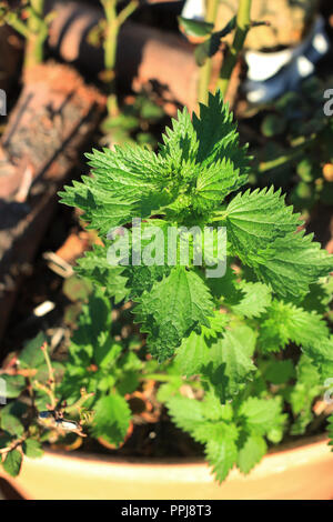 Nettle plant with stinging needles on branch leaves Stock Photo - Alamy