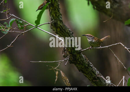 Spotted wren (Campylorhynchus gularis). Ace endemica del centro y oeste ...