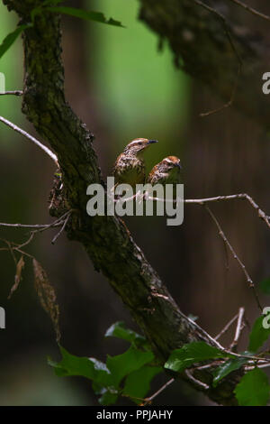 Spotted wren (Campylorhynchus gularis). Ace endemica del centro y oeste ...